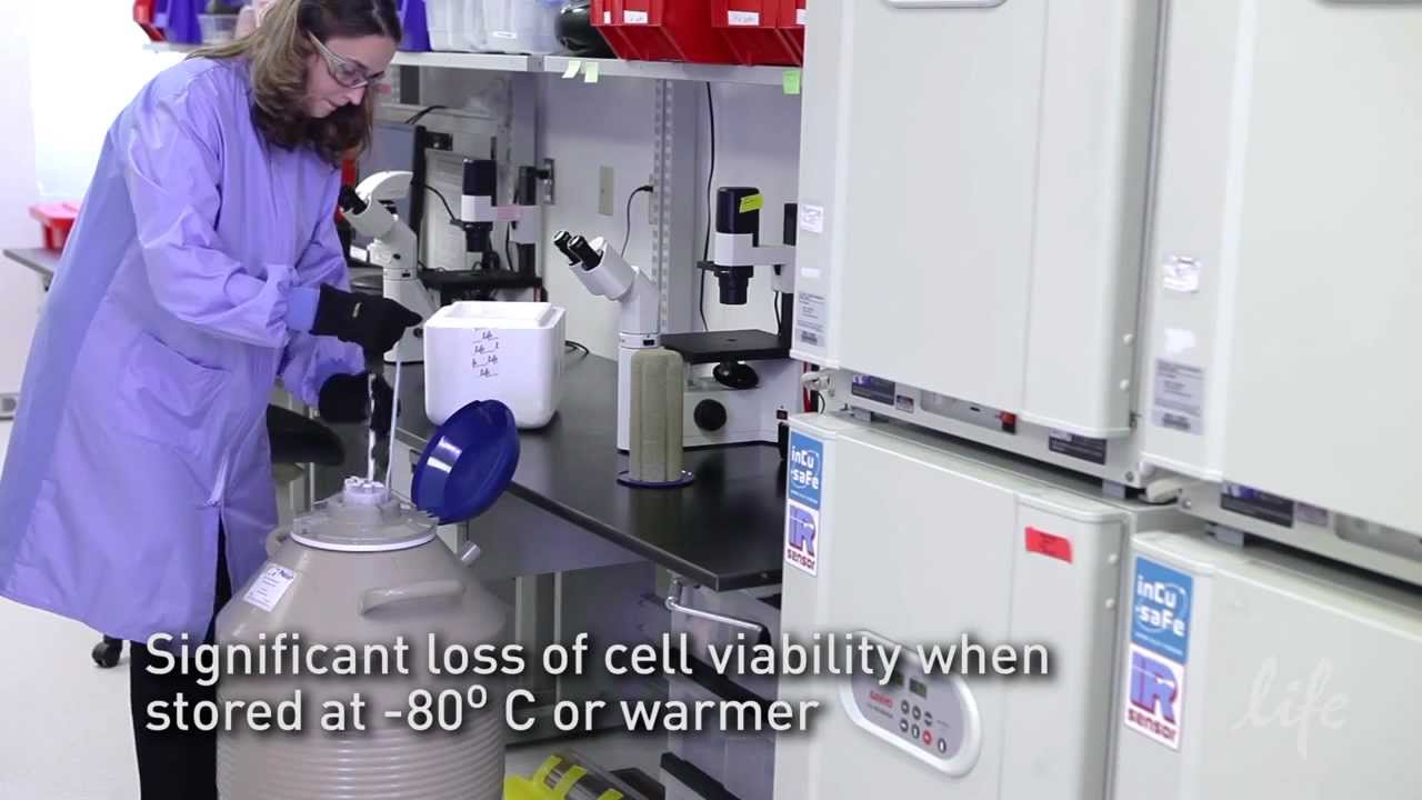 How to receive and store primary cells - YouTube