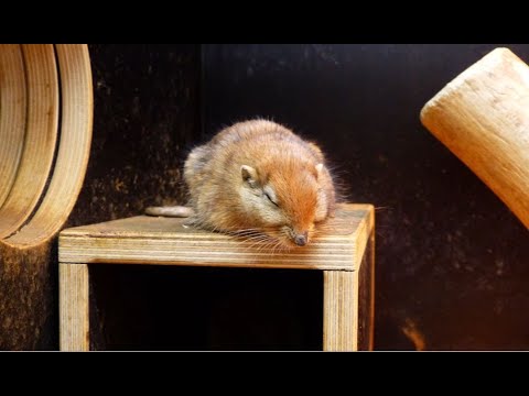 Fette Sandratte im Wüstenhaus im Tiergarten Nürnberg - YouTube