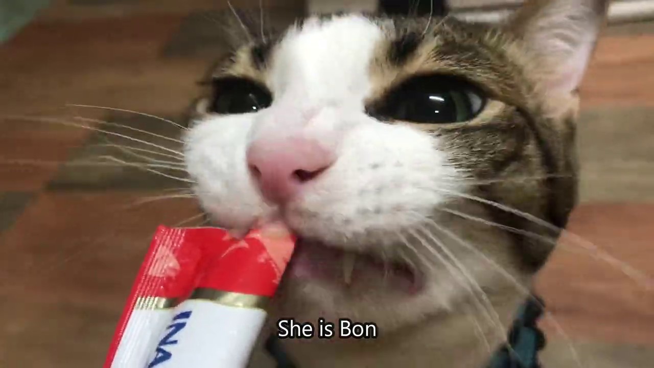 Delicious Bon Face - YouTube