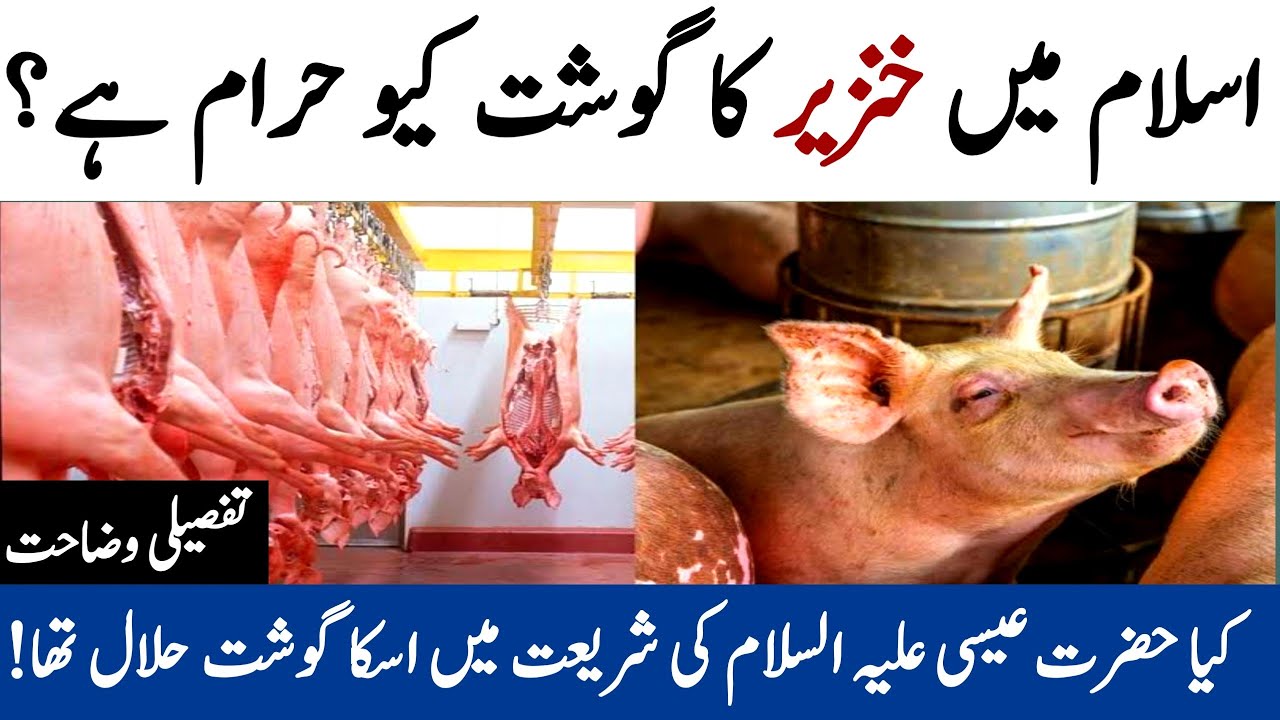Khanzeer ka gosht Islam mai Kun haram h - YouTube