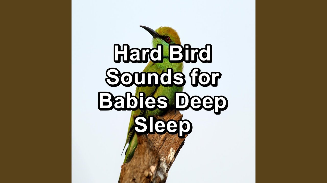 Relaxing Bird Sounds Garden Bird Songs Best Loopable Sound - YouTube