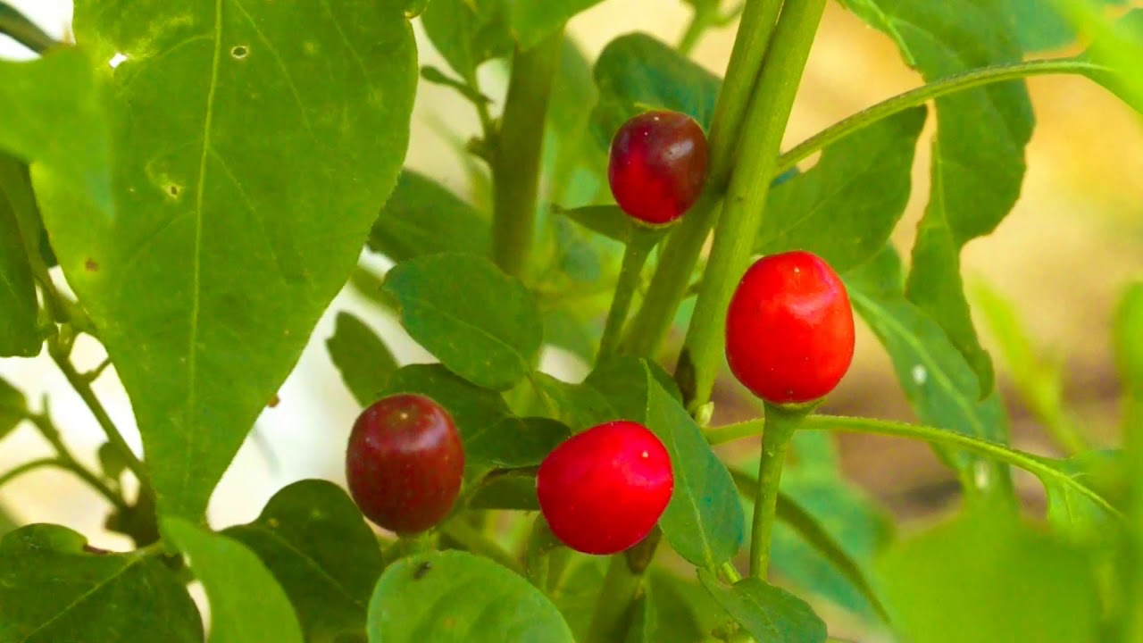 SUMMER Medina River Natural Area Chaparral Demonstration Garden - YouTube