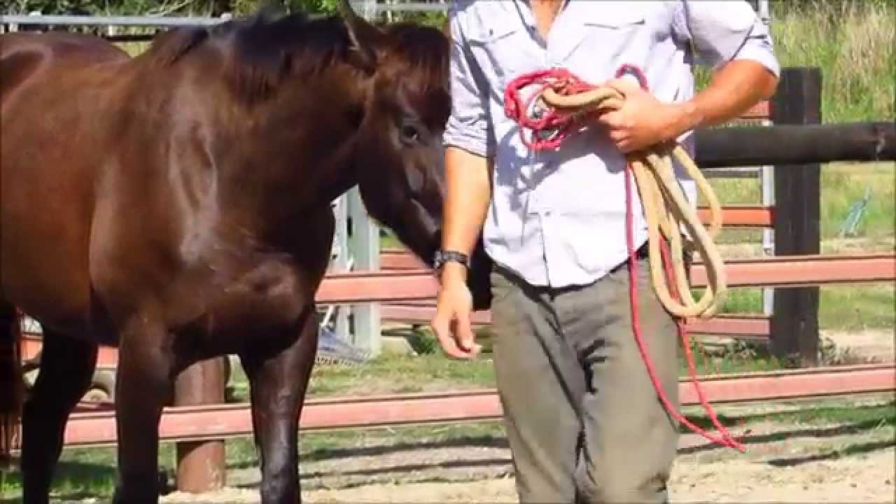 Natural Horsemanship Practicing the Basics - YouTube