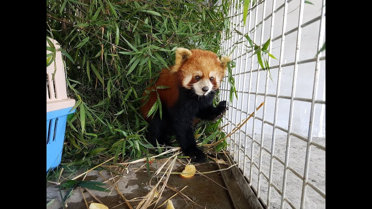 WORLD S LARGEST EVER RED PANDA RESCUE SEE HOW IT HAPPENED spoiler world-s-largest-ever-red-panda-rescue-see-how-it-happened-spoiler