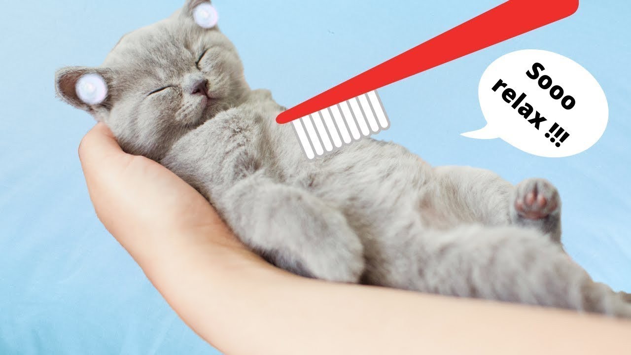 Ho to Give Your Cat a Relaxing Massage | Kitty Salon | Kitten massage ...