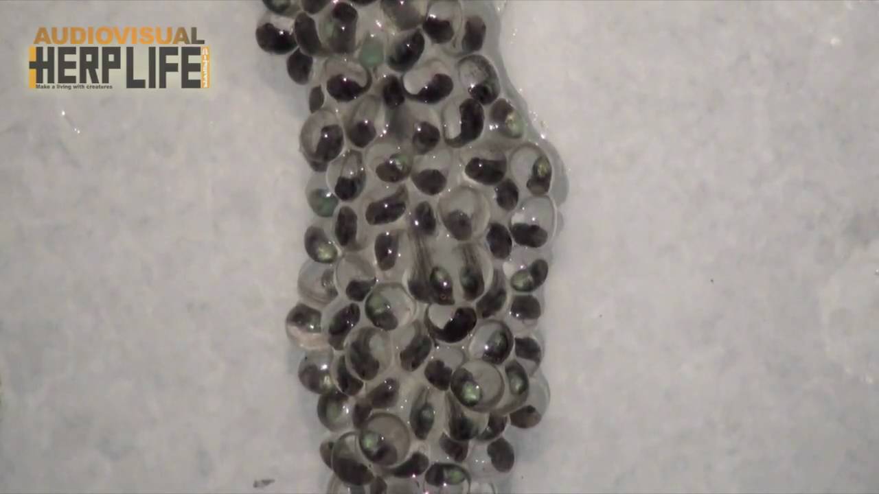 Red-eyed tree frog tadpoles Hatching - YouTube