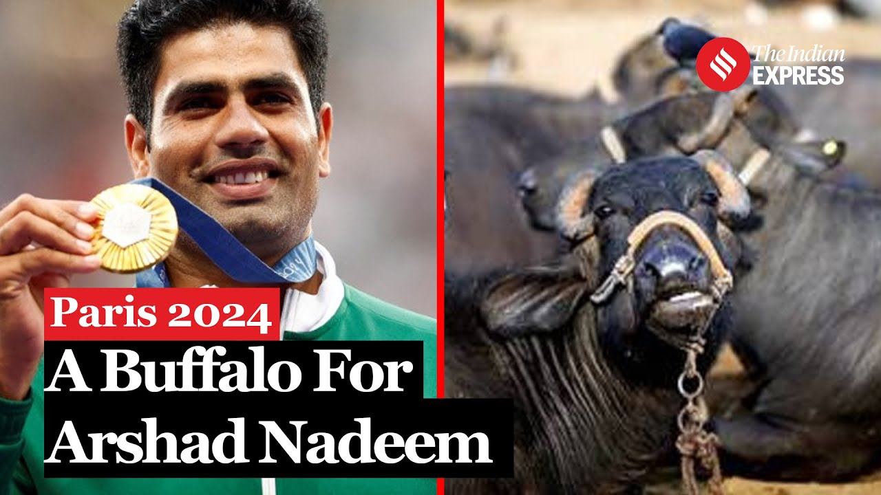 Arshad Nadeem, Pakistan's Olympic Star Will Receive A Buffalo As Gift ...