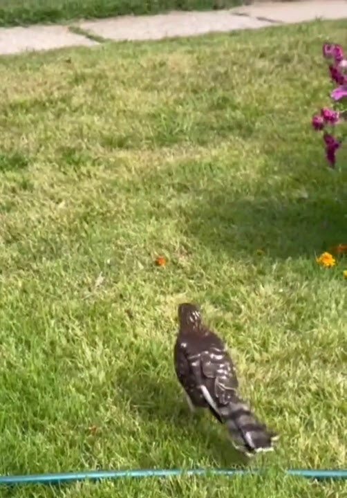 Taking care of a falcon and releasing it into the wild. Don’t miss the ending #birds #falcon # ...