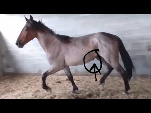 A Horse with a Hernia - Hugo's Experience at Rugged Ridge Forest - YouTube