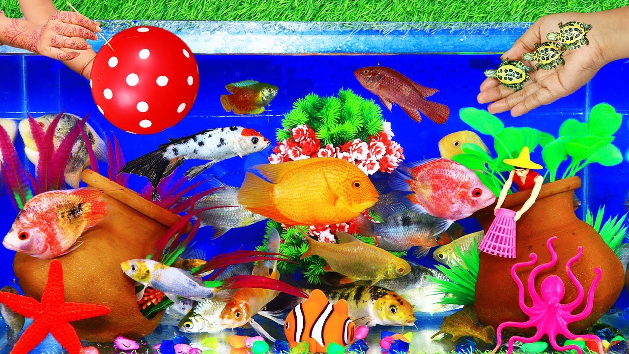 fishes come form ballon colorful fish beautiful fishing video - YouTube