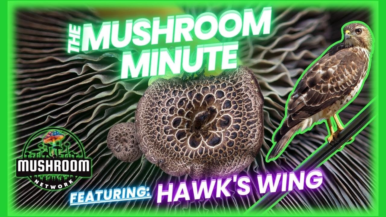 Hawk's Wing Mushroom - The 🍄 Mushroom Network #mycology #mushrooms # ...