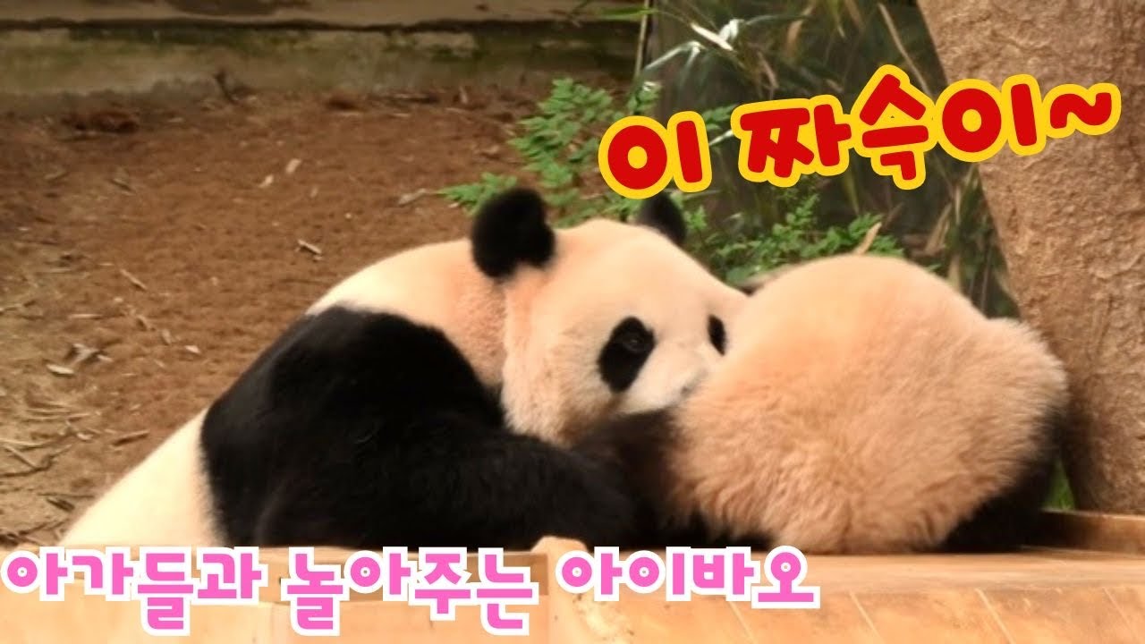 다 덤벼 아기 판다 루이바오and후이바오와 놀아주는 엄마 판다 아이바오🐼 Youtube