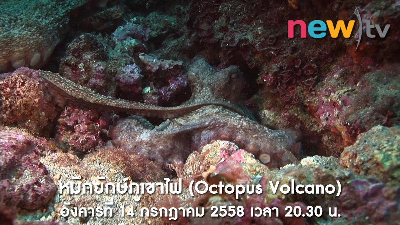 [Teaser] หมึกยักษ์ภูเขาไฟ (Octopus Volcano) อังคารที่ 14 กรกฎาคม 2558 ...