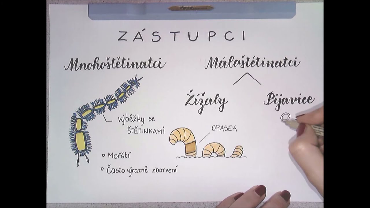 Kroužkovci - YouTube