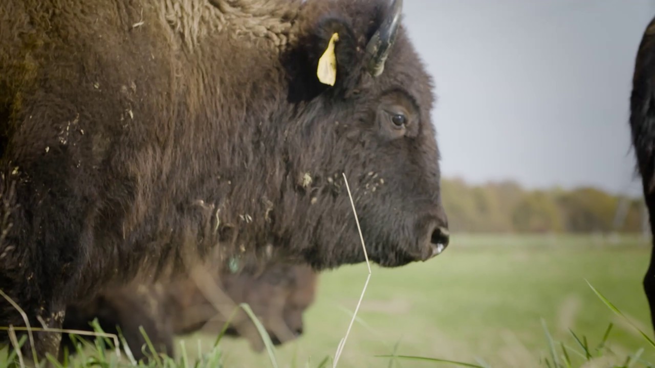 Bison in Indiana: Red Frazier Bison - YouTube