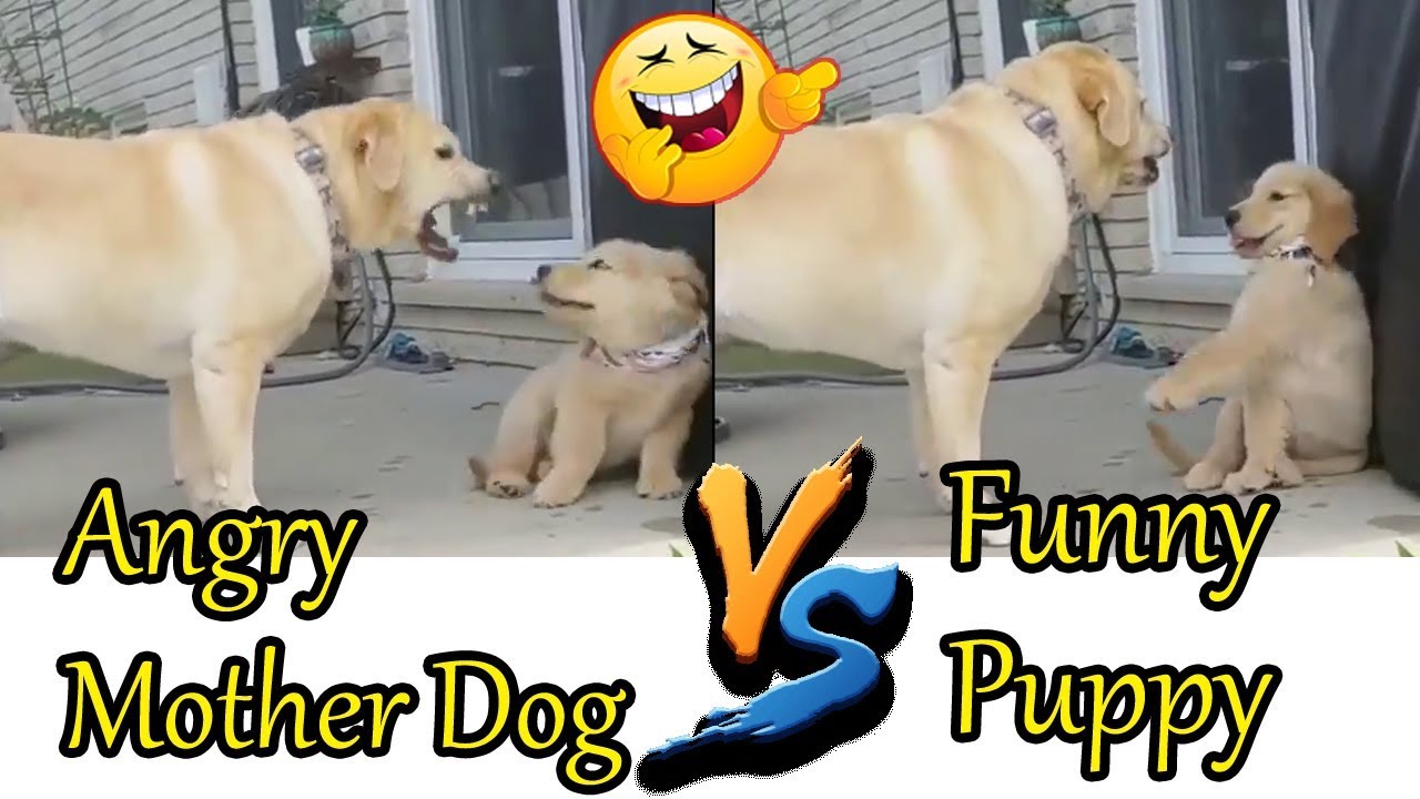 How Mother Dog Handle Disrespectful Puppy In Home - Mother Dog VS Puppy ...