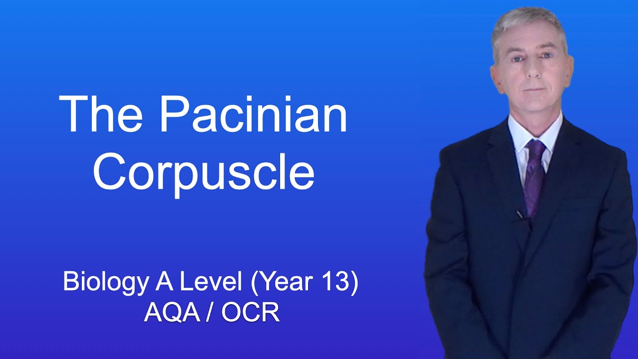 A Level Biology Revision (Year 13) "The Pacinian Corpuscle" - YouTube