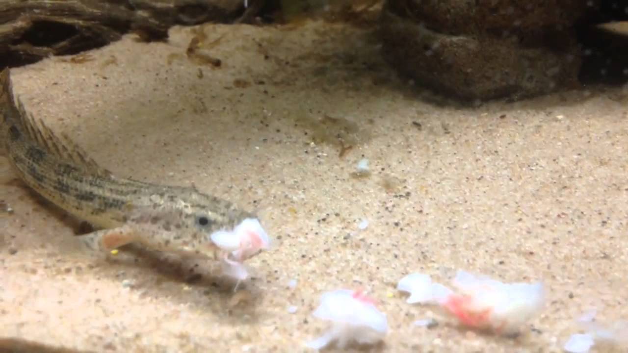 Bichirs eating Roe and Prawns - YouTube