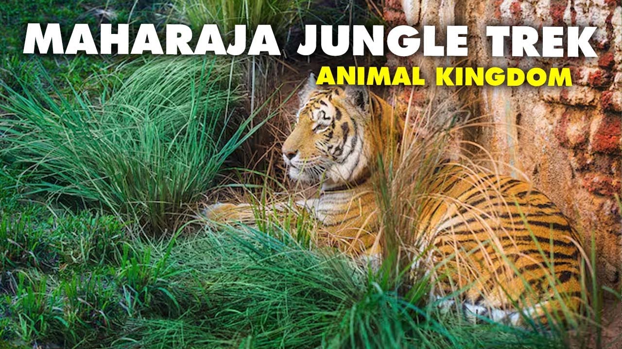 Walk with me through Maharaja Jungle Trek at Animal Kingdom - YouTube