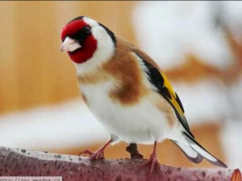 European Goldfinch (Carduelis carduelis) - YouTube