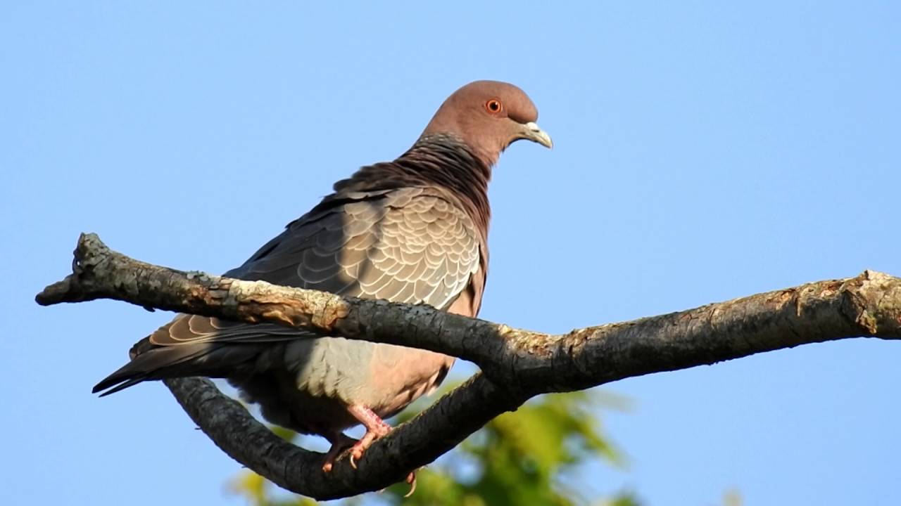 ASA-BRANCA (PATAGIOENAS PICAZURO) PICAZURO PIGEON, Pomba-carijó, Pomba ...