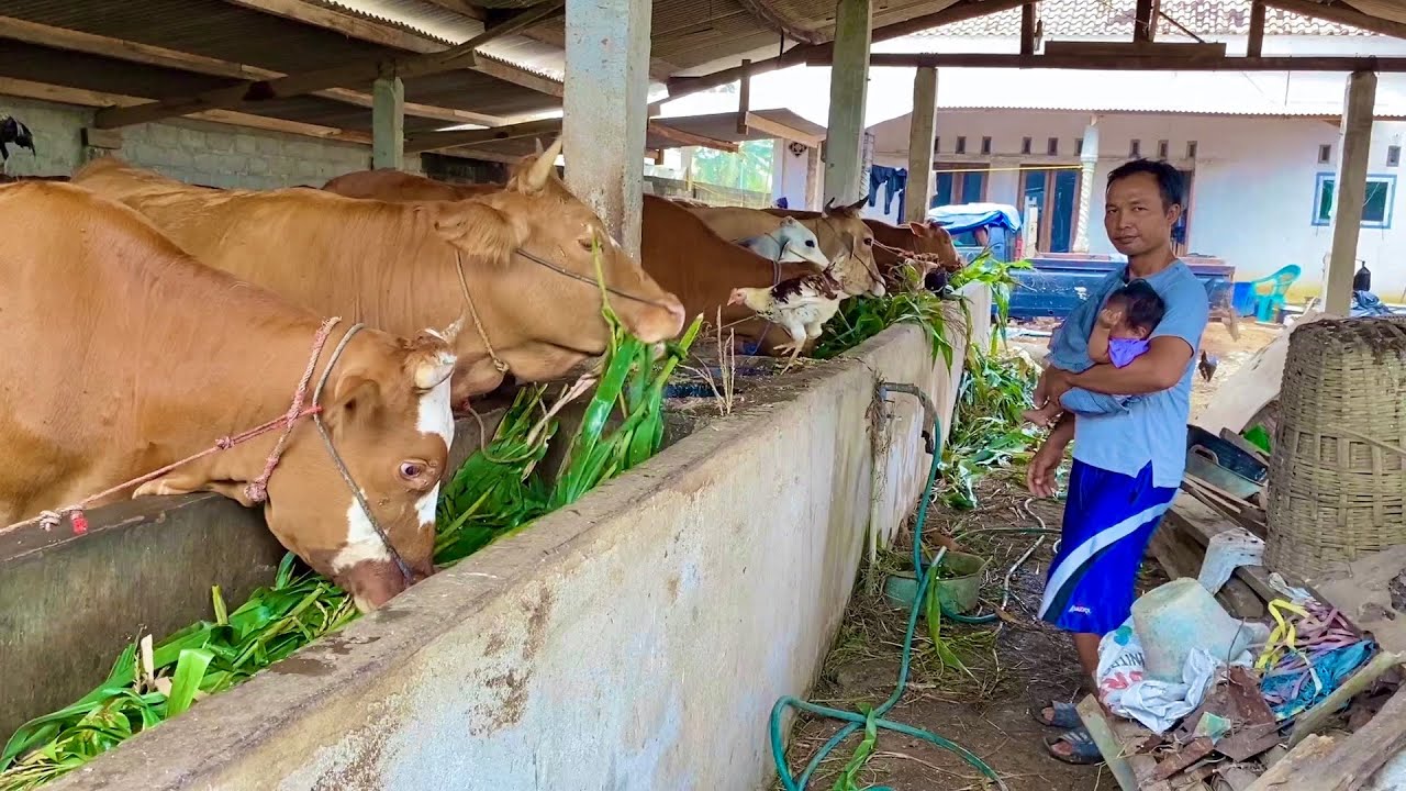 Begini Caranya Agar Cepat Punya Banyak Sapi - YouTube
