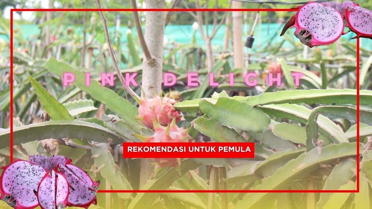 BUAH NAGA PINK DELIGHT : VARIETAS TERBAIK UNTUK PEMULA , RASA MANIS ...