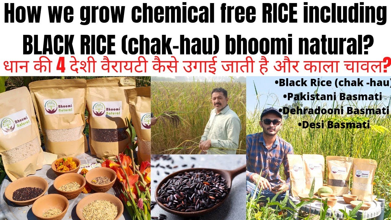 Black Rice and 3 other variety of desi rice are growing naturally in ...