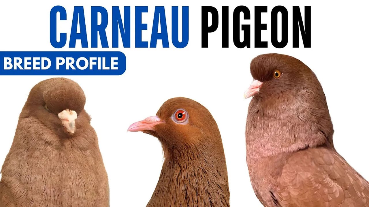 Carneau Pigeon Breed Profile - History - Carneau Pigeon Health Issues ...