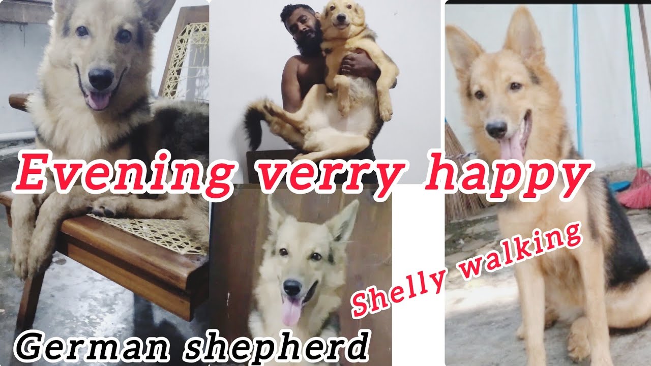 Evening time verry happy 🥰🥰🥰 - YouTube