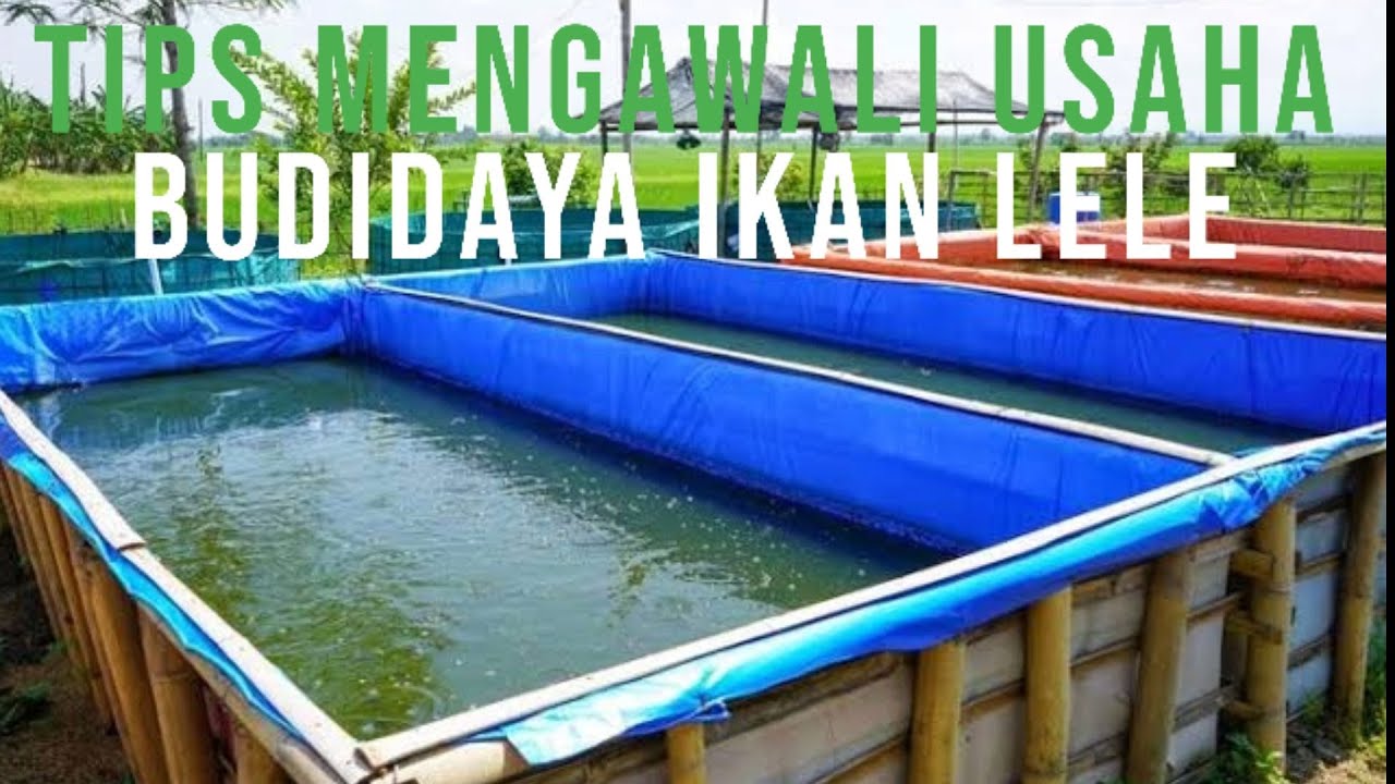 CARA MENGAWALI USAHA BUDIDAYA LELE - YouTube