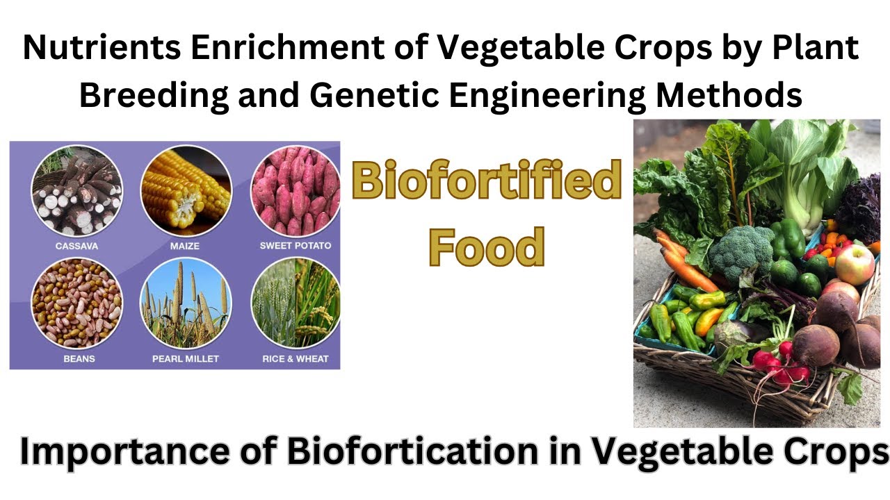 Meaning of Biofortification || Biofortification in Vegetable Crops ...