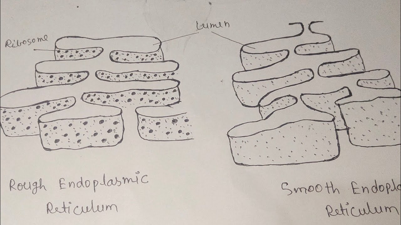 Rough And Smooth Endoplasmic Reticulum। endoplasmic reticulum diagram।# ...