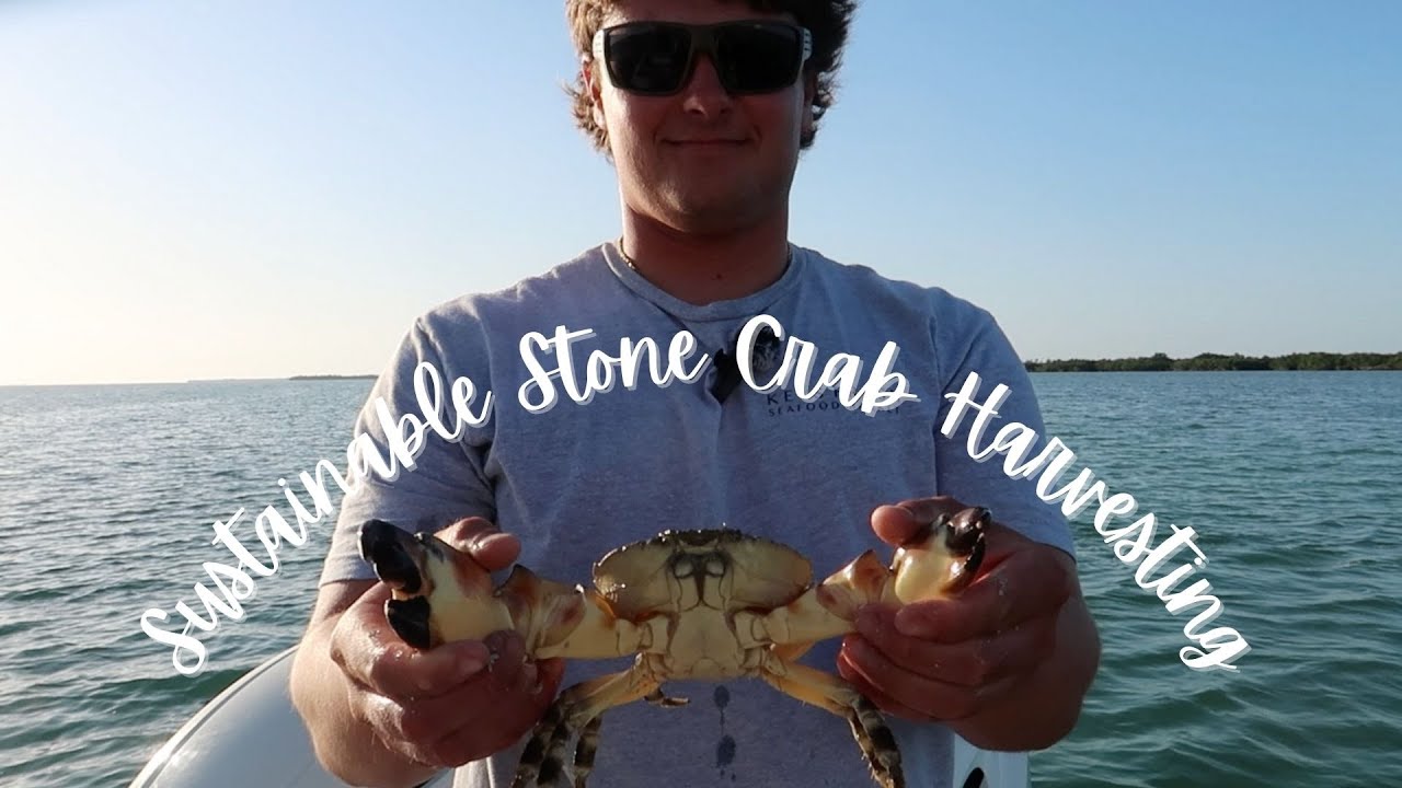 Sustainable Stone Crab Harvesting in the Florida Keys - YouTube
