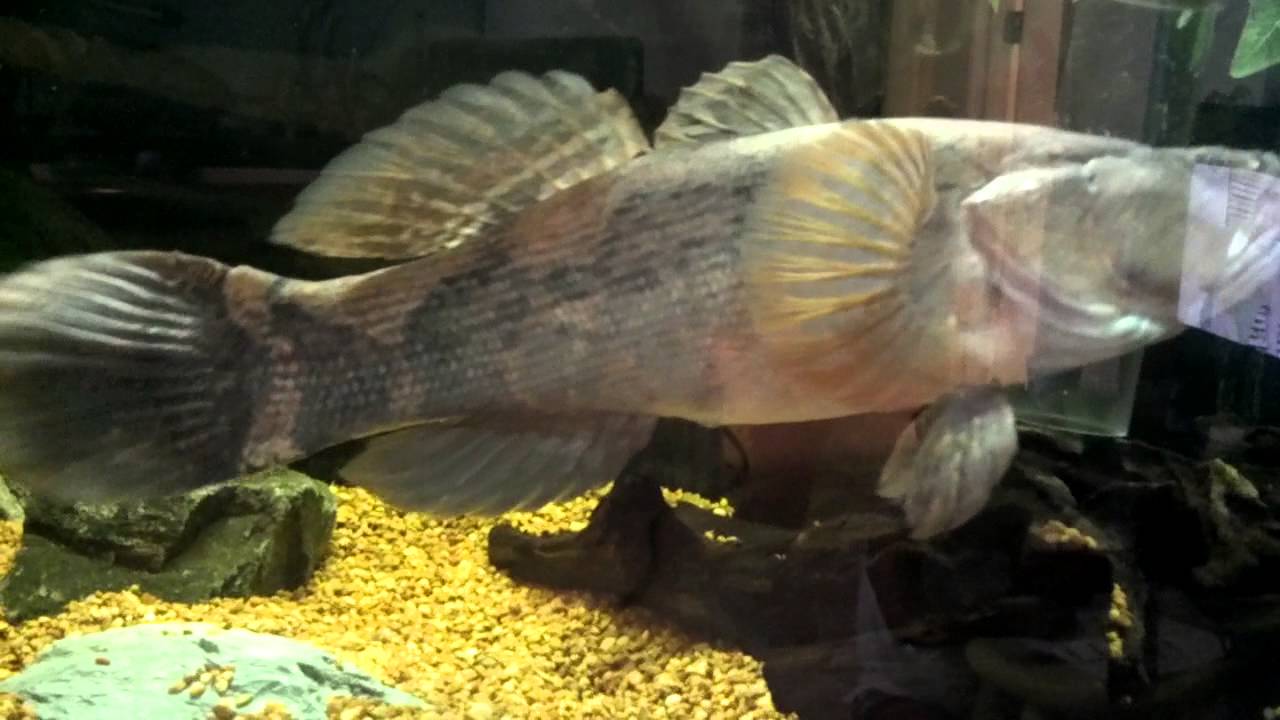 Angry MARBLE GOBY - YouTube