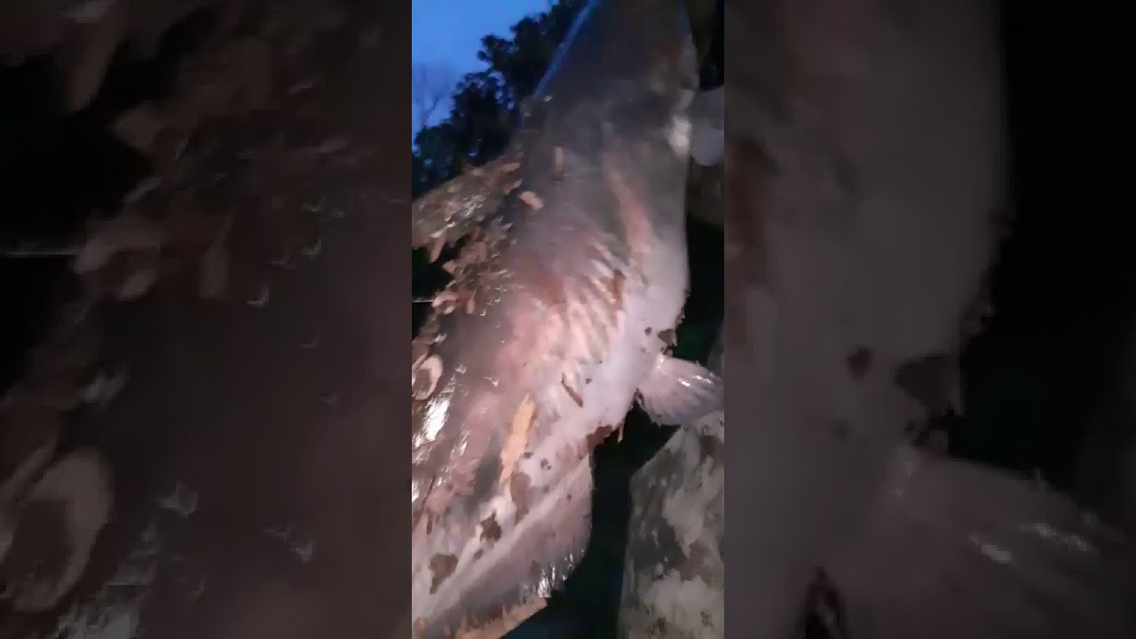 Catfishing excitement at night. - YouTube