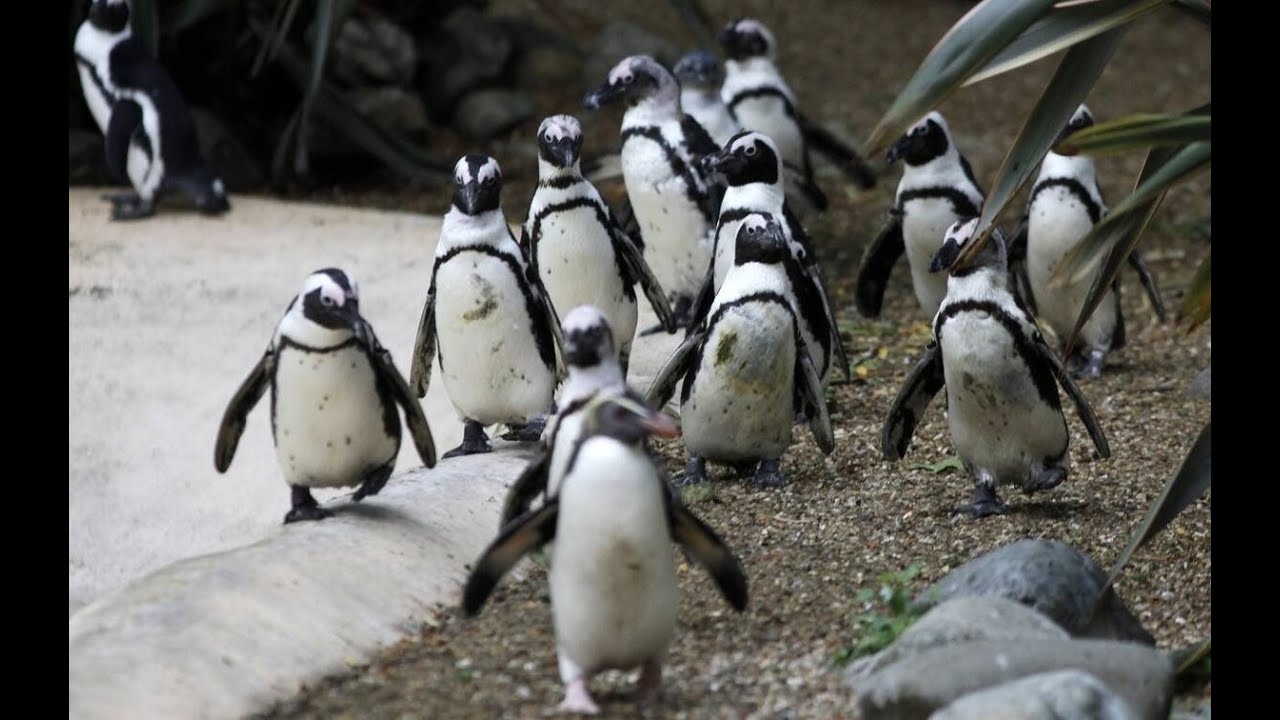 Πιγκουίνοι της Αφρικής / African Penguins - YouTube
