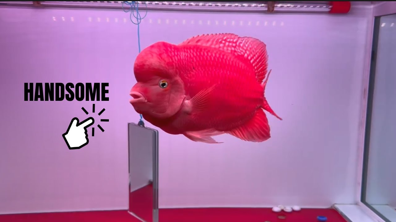Super red monkey #flowerhorn #fish my house - YouTube