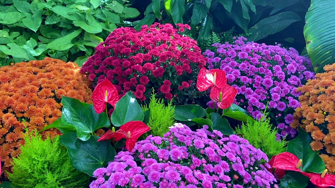 The Mum Exhibit at the Botanical Gardens - YouTube