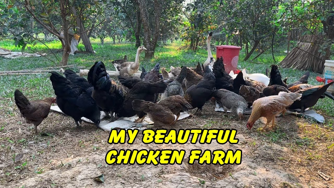 #6 My beautiful chicken farm | Cheerful Garden - YouTube