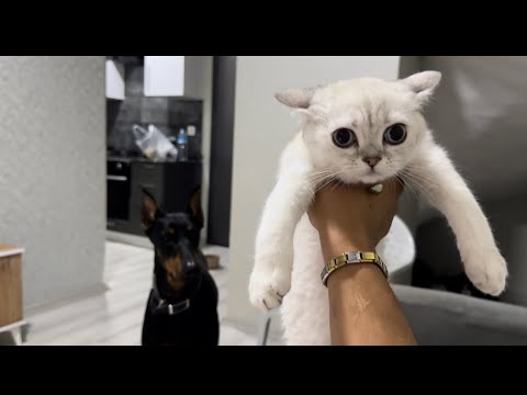 Doberman la kediyi alıştırdım😱