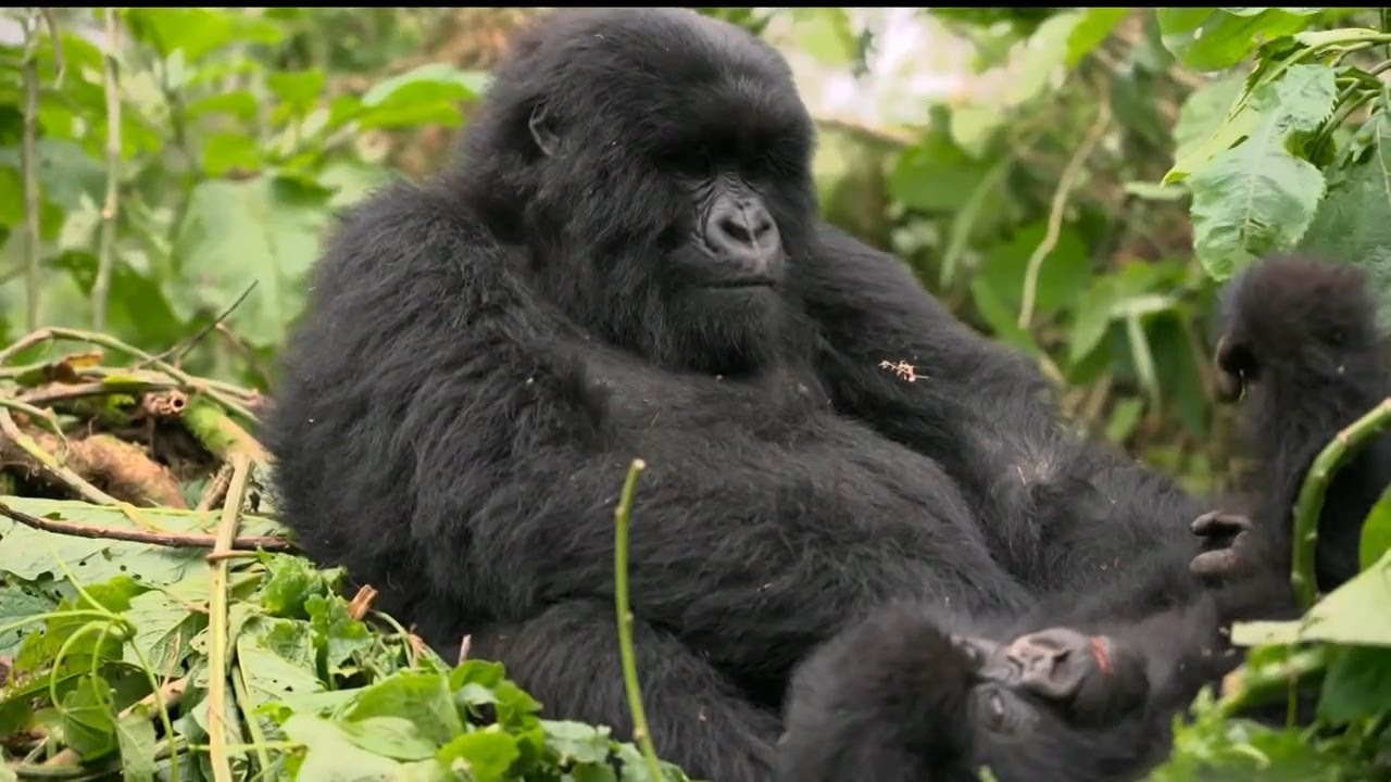 Africa: Among The Wild, Part 4 - YouTube