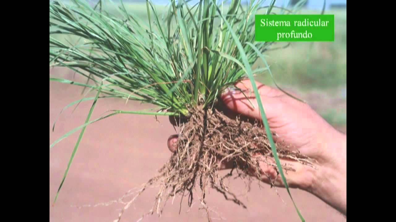 Control y georreferenciación de Capim Annoni - YouTube