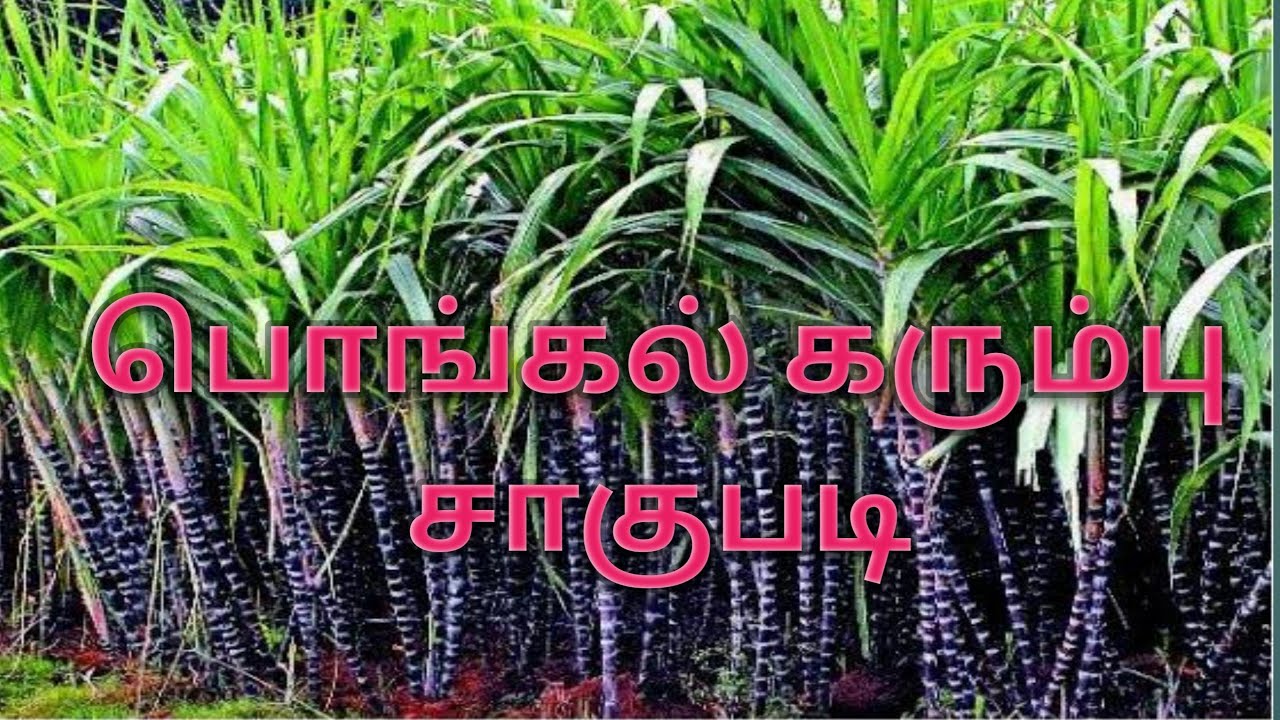 செங்கரும்பு சாகுபடி | Sugarcane cultivation | pongal karumbu | pani ...
