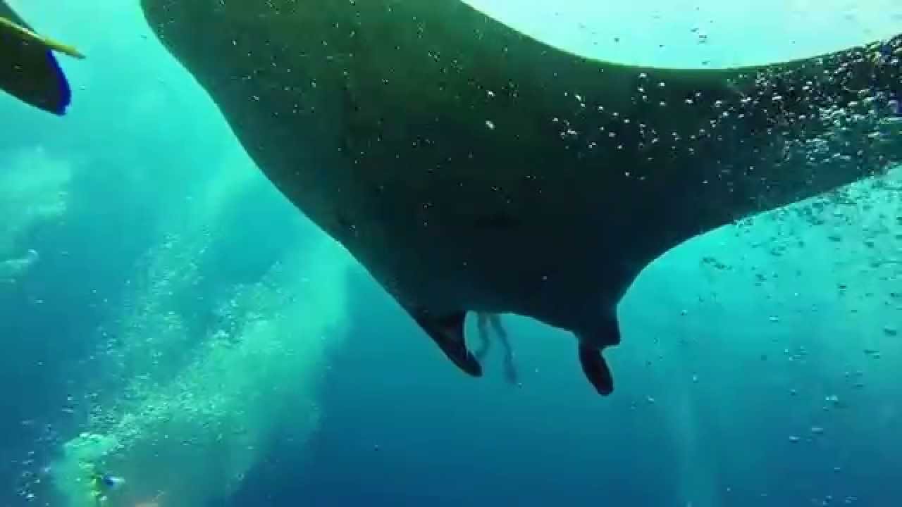 Dancing with Giant Pacific Manta Rays - YouTube