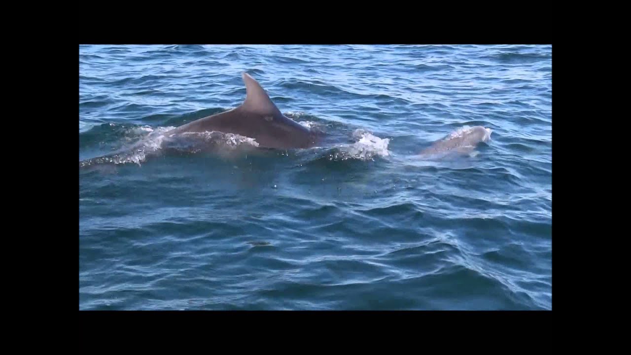 Dolphin Watching Inverness - YouTube