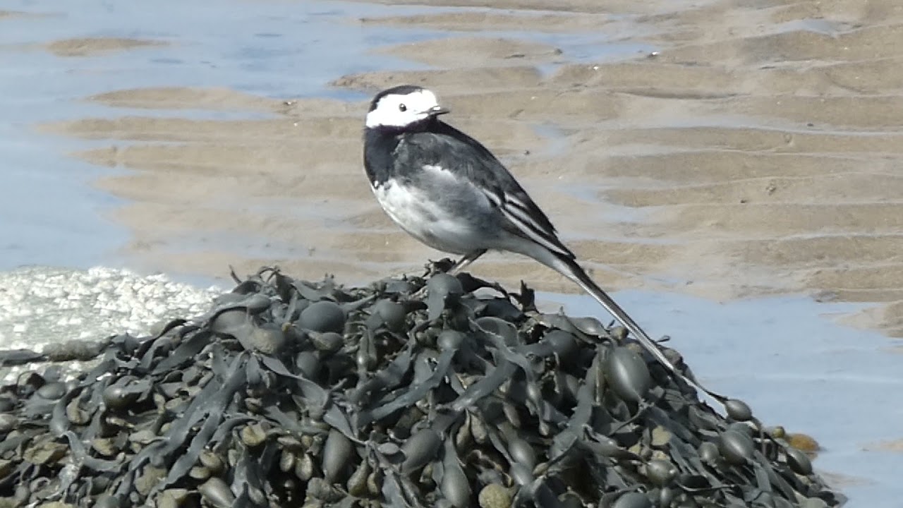 Pied Wagtail bird on Traeth Lafan Lavan Sands beach Tal Y Bont Bangor ...