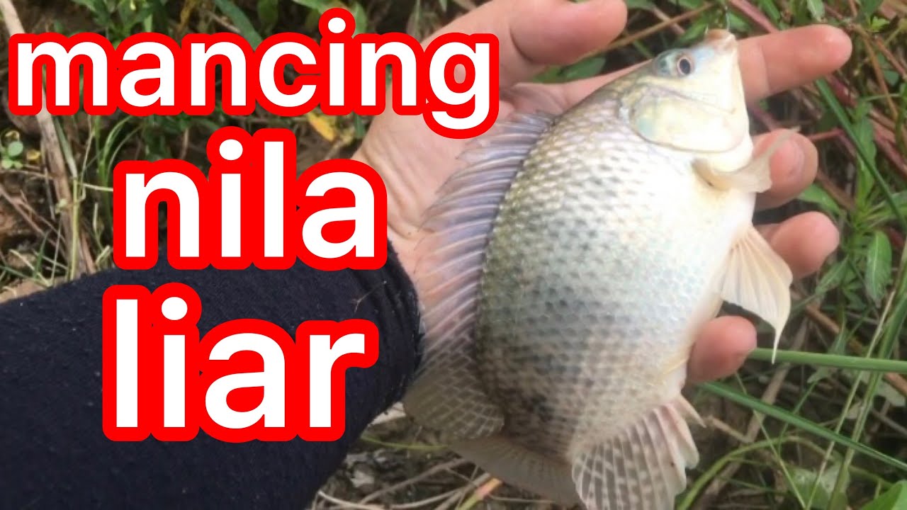 MANCING NILA LIAR - YouTube