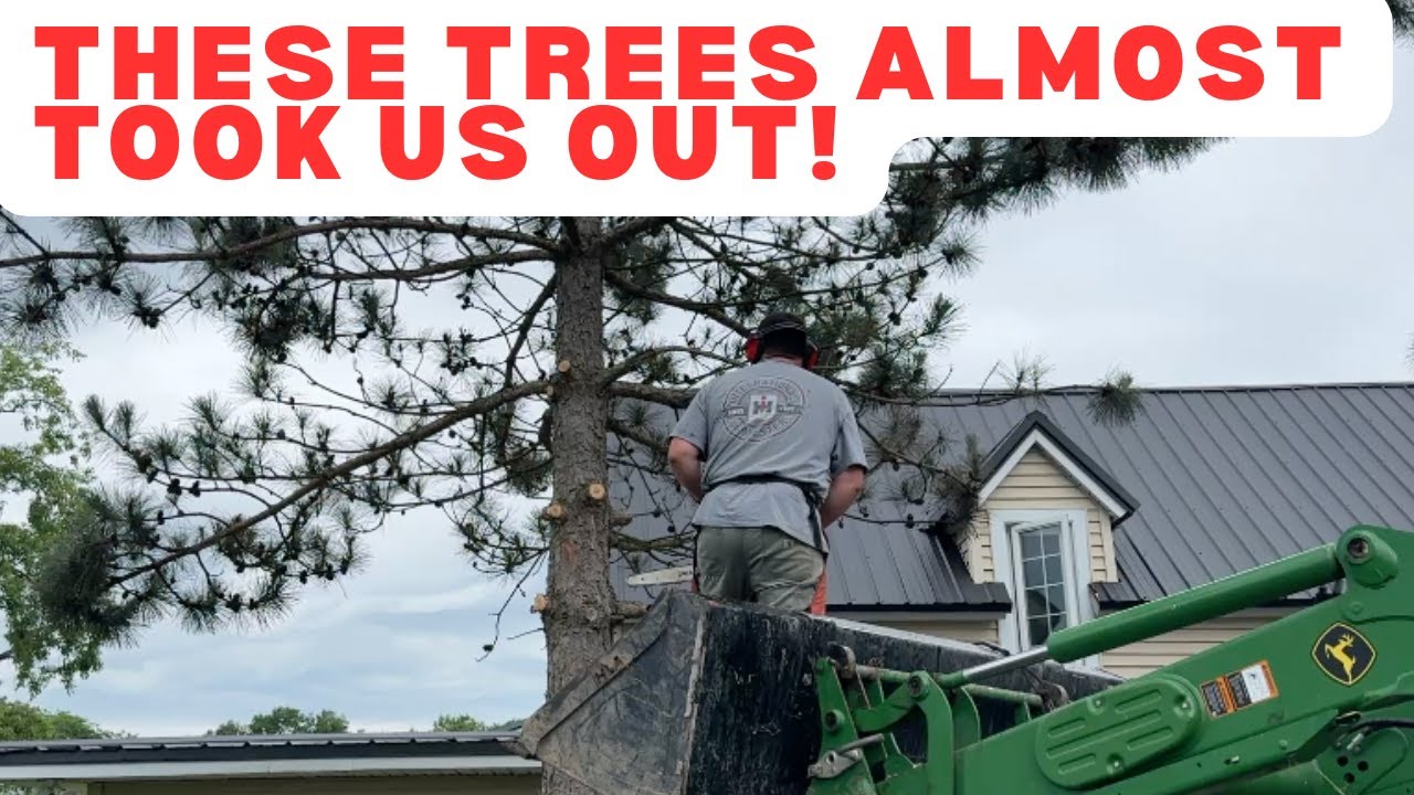 We Almost Got CRUSHED Cutting Trees on the Farm! - YouTube