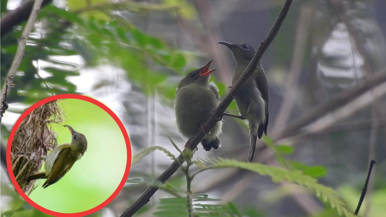 KELUAR SARANG KOLIBRI SEPAH RAJA burung mungil cantik bersuara merdu ...